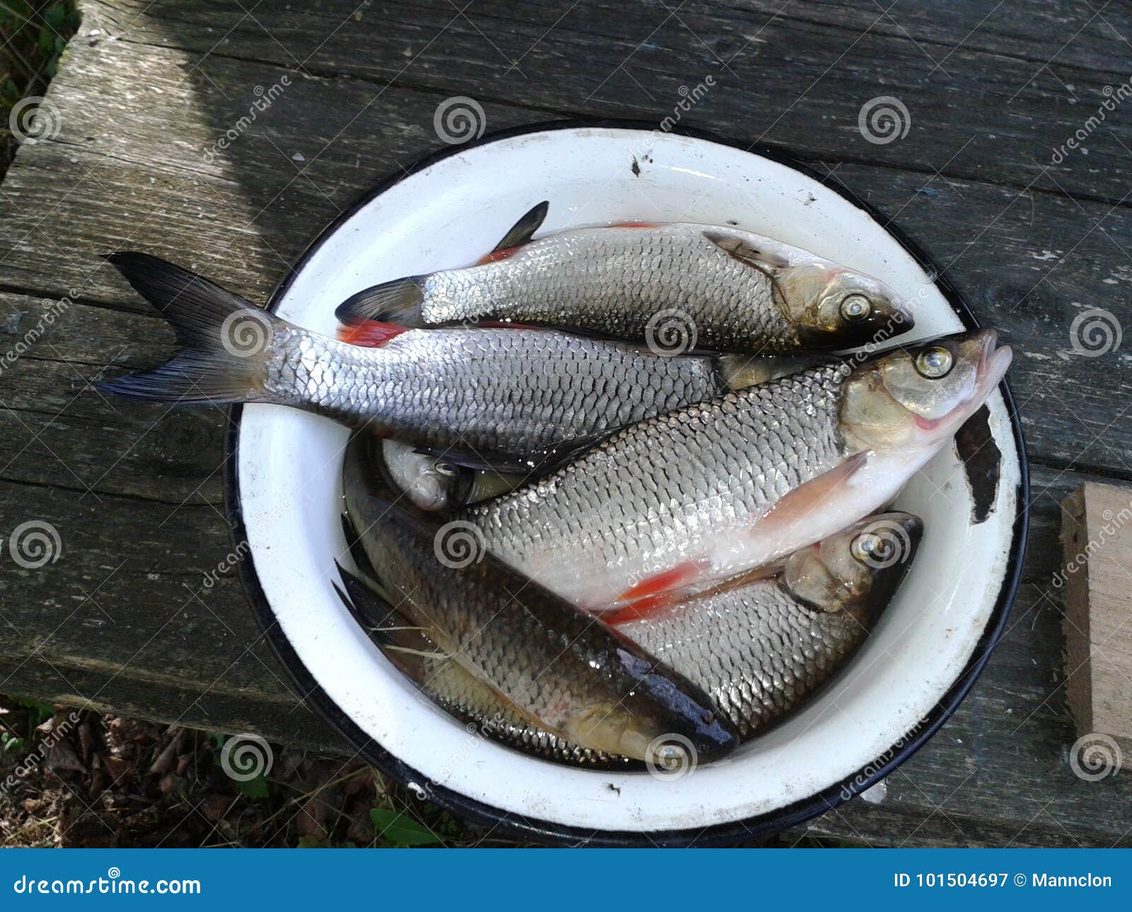 Caught fish stock image. Image of wild, silver, fishes - 101504697