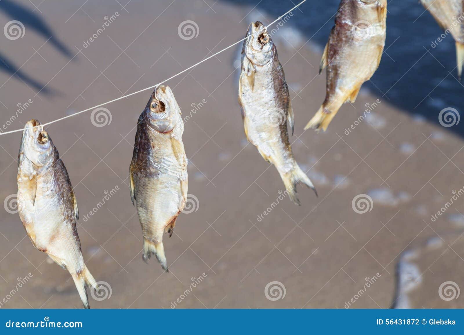 Caught fish drying on rope stock photo. Image of fish - 56431872
