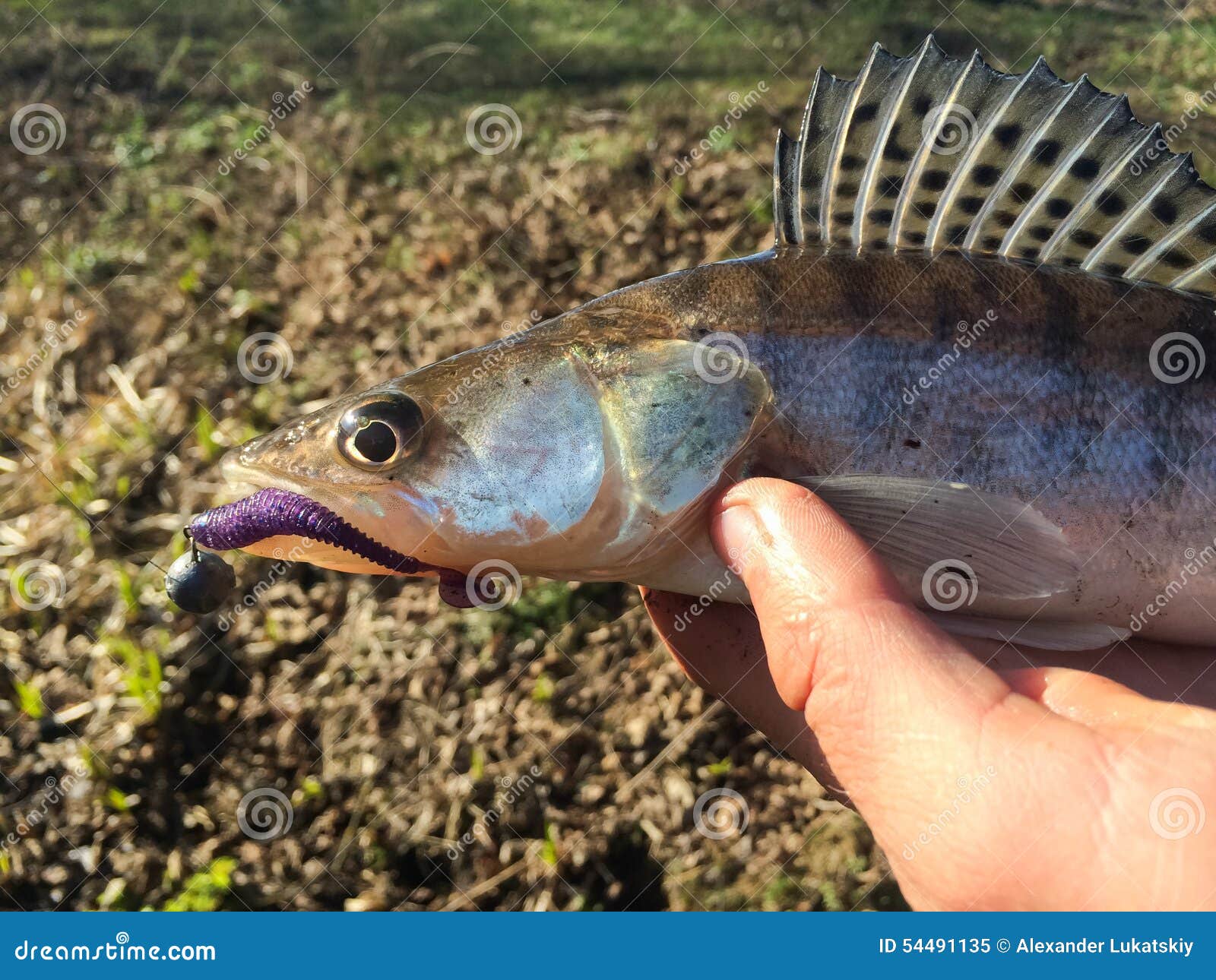 Caught fish stock image. Image of cold, bait, hobby, healthy - 54491135