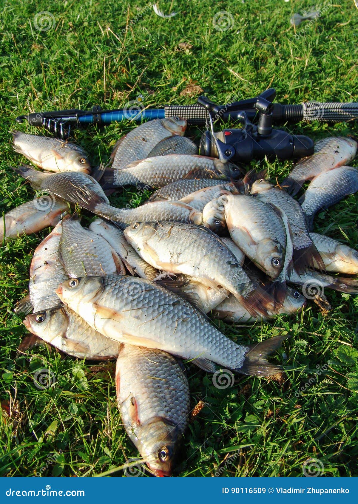 Caught Fish and Fishing Rod Lying on the Grass Stock Image - Image of ...