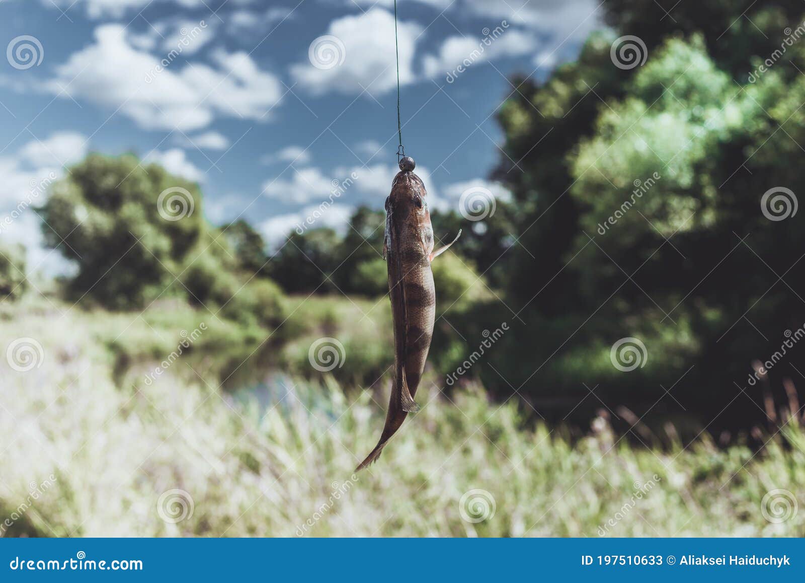 Caught Fish Hanging on a Hook/caught Fish Perch Hanging on the Hook ...
