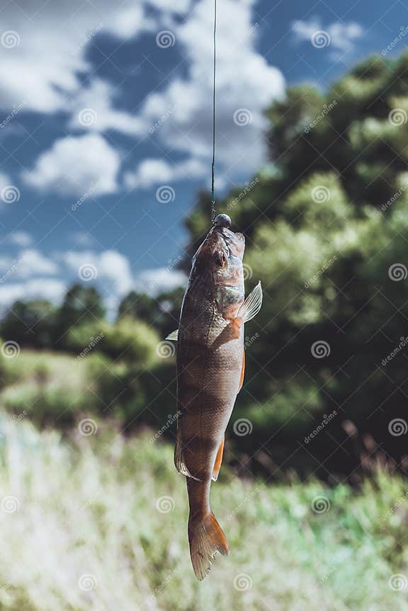Caught Fish Hanging on a Hook/caught Fish Perch Hanging on the Hook ...