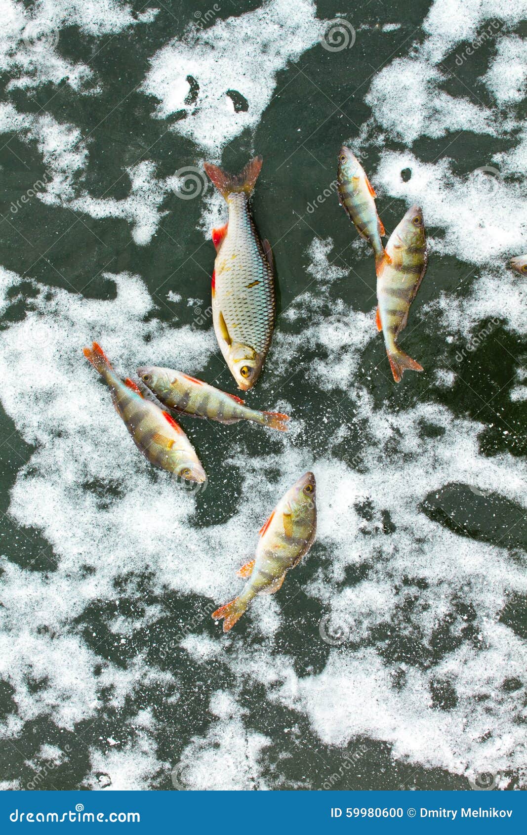 Caught fish on ice stock photo. Image of frozen, fishing - 59980600