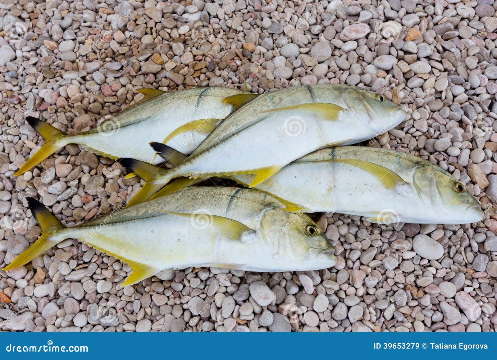 Caught Fish Lying on the Shore Stock Image - Image of food, hobby: 39653279