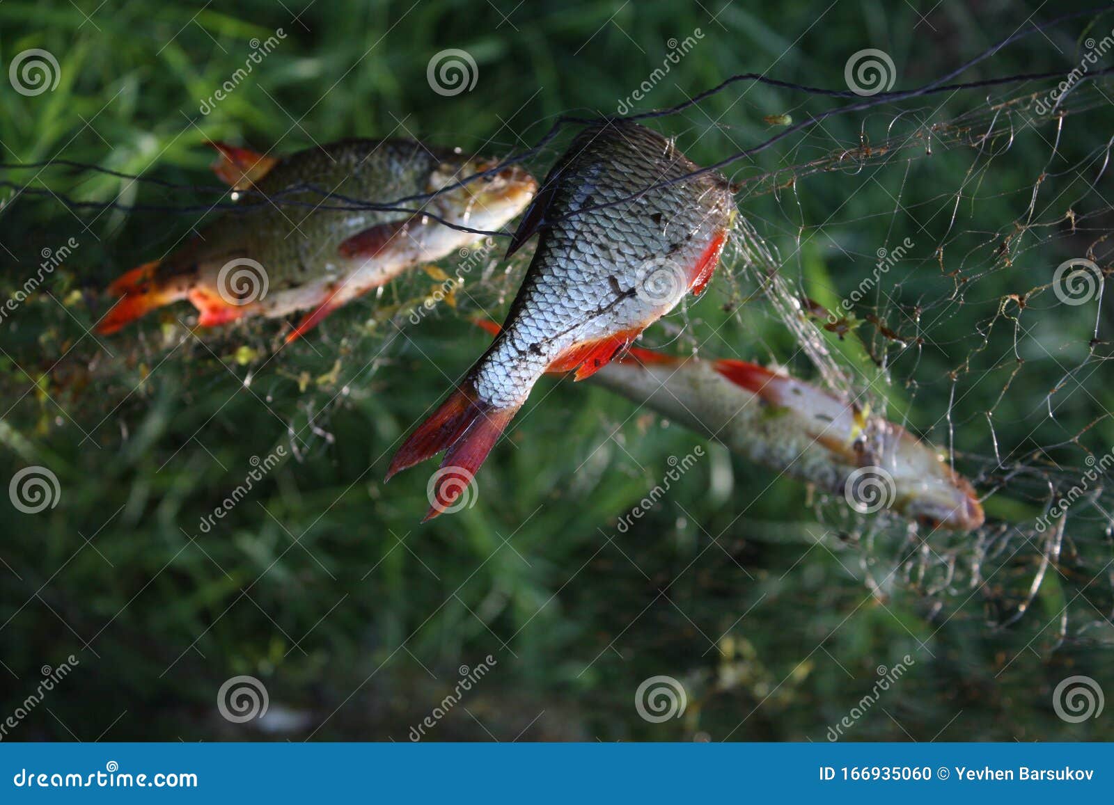 Caught fish in the net stock photo. Image of green, three - 166935060