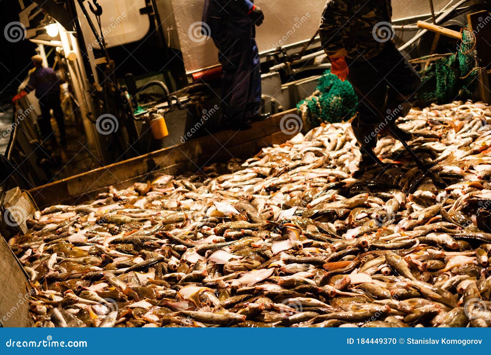 Caught Fish Perch and Flounder of Ship Stock Photo - Image of ...