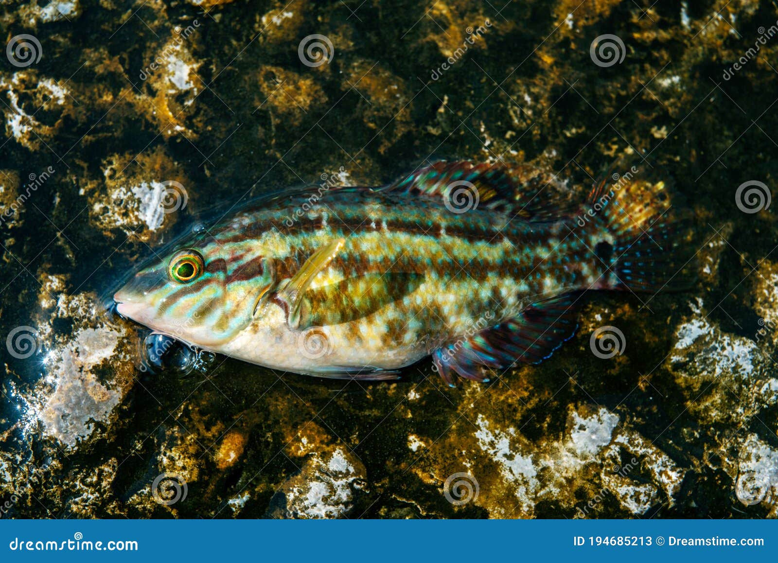 Caught Fish on the Shore, Greenback Fish Stock Image - Image of health ...