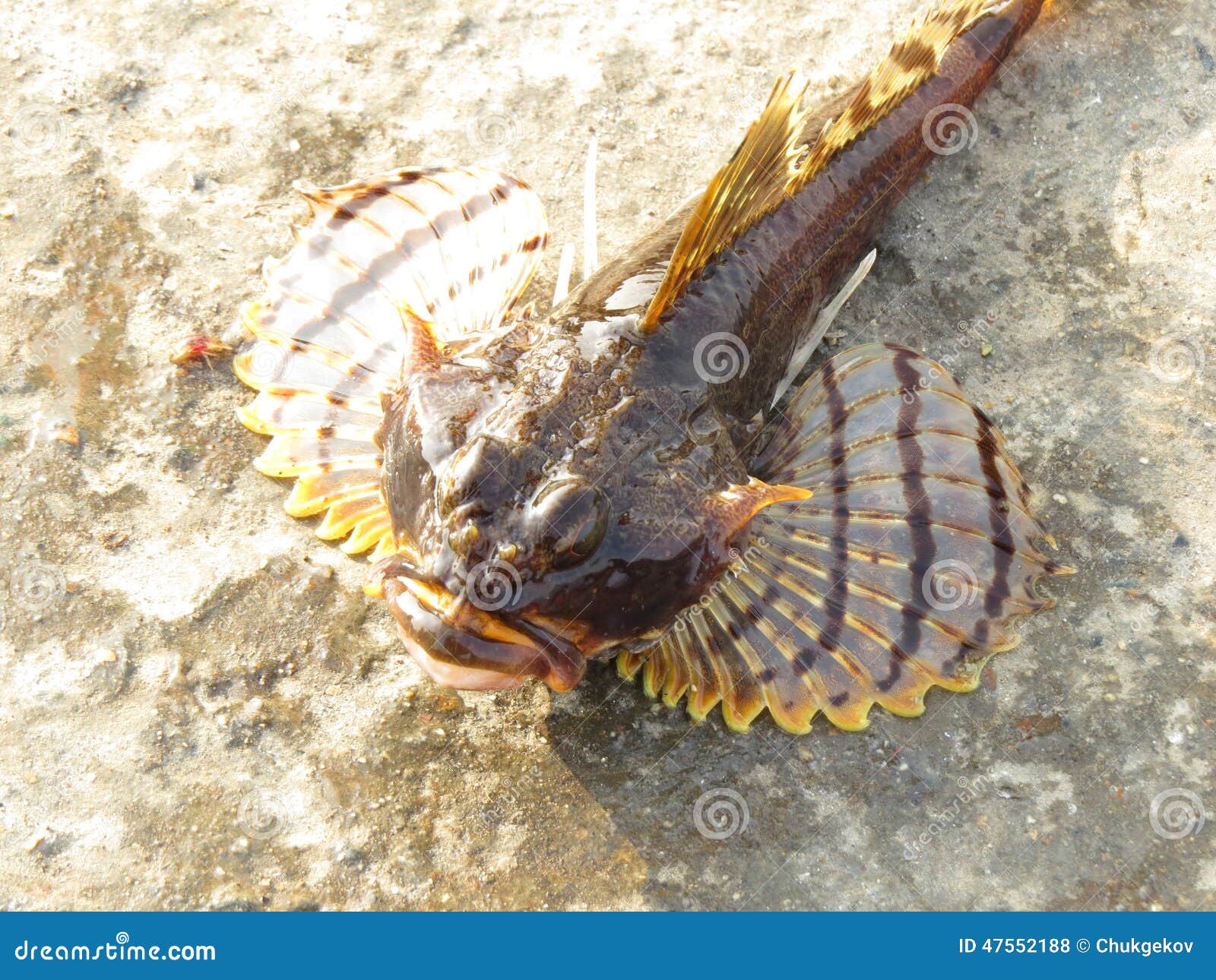 Caught Fish Showed Beautiful Fins Stock Photo - Image of caught, fins ...