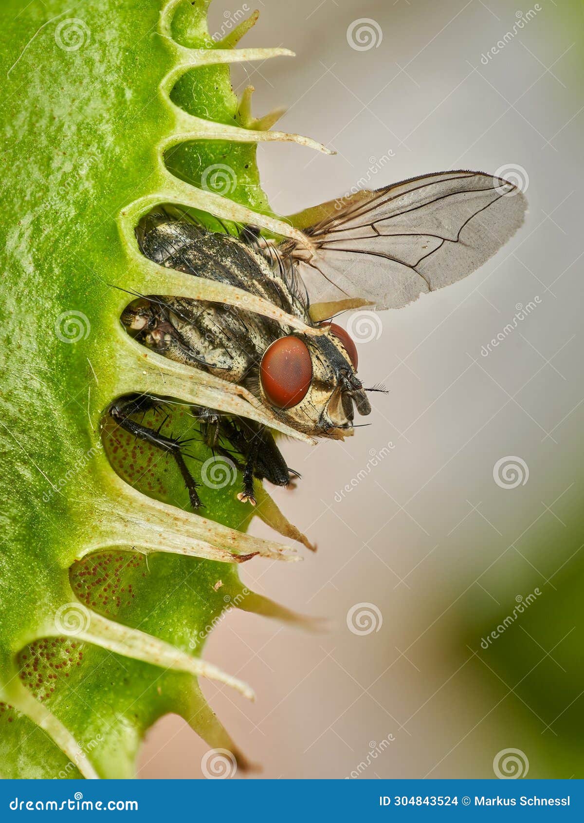 Caught in the flytrap stock photo. Image of detail, eaten - 304843524