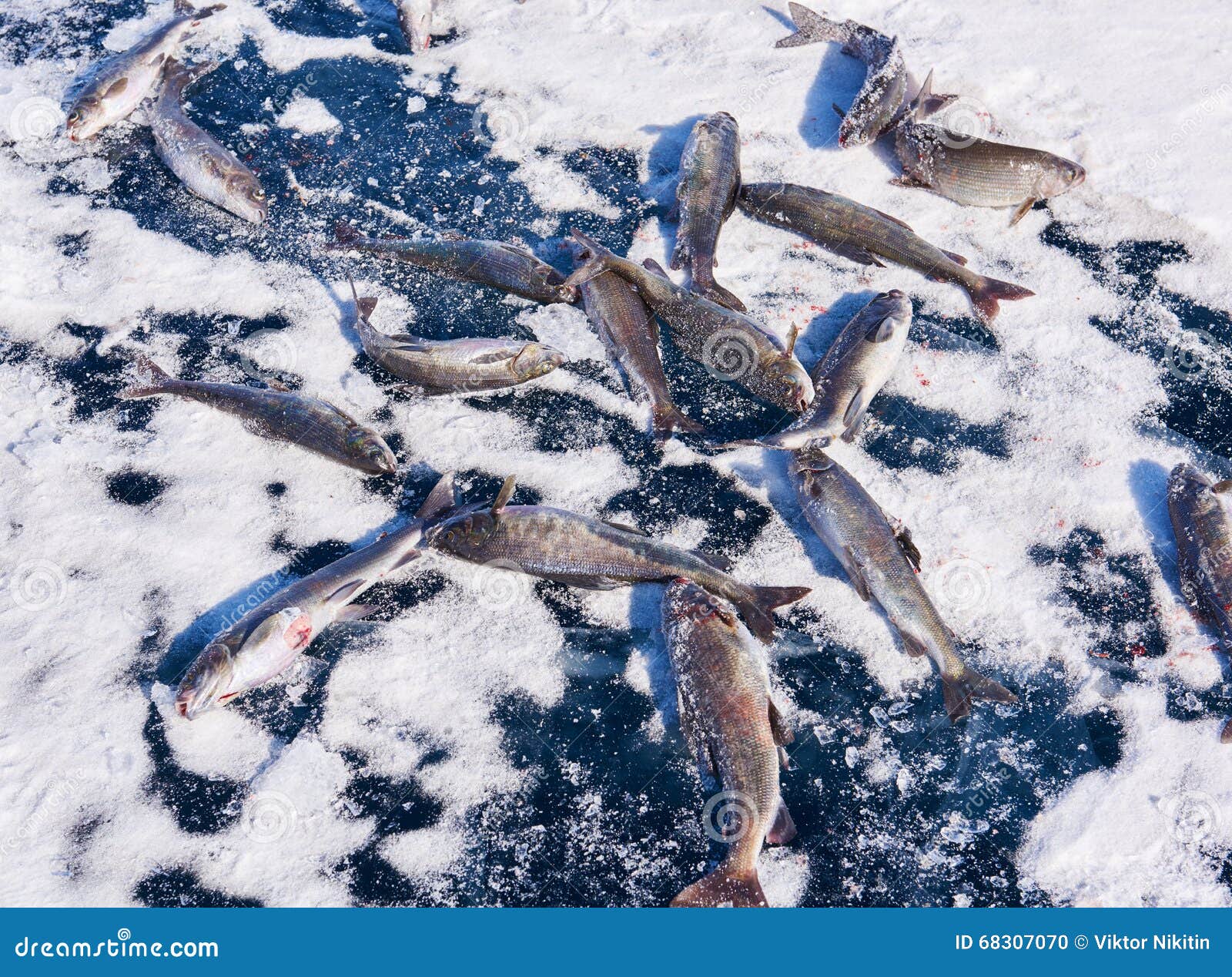 Caught Grayling (Thymallus Nigrescens) Stock Photo - Image of ...