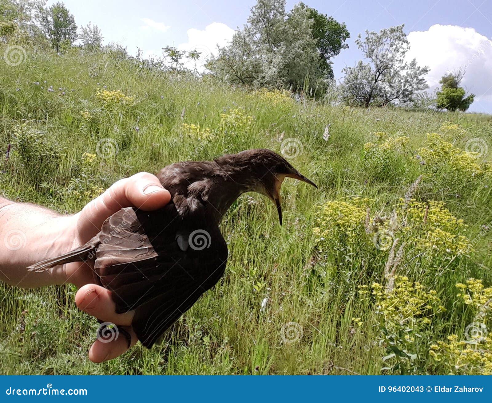 Caught Jackdaw in the Human Hands. Crow in Human Hands. Stock Image ...