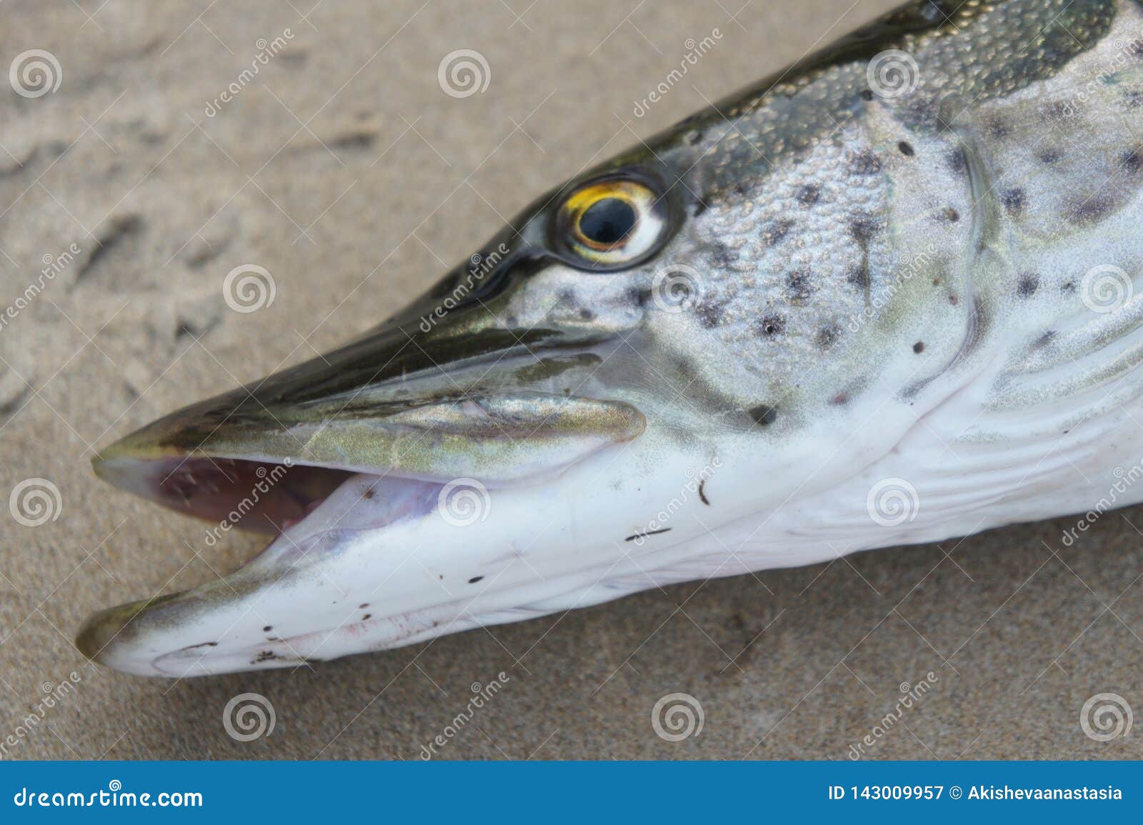 Pike stock image. Image of animal, river, color, white - 143009957