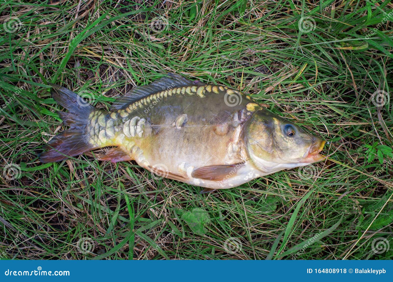 Caught mirror carp stock photo. Image of carpio, farming - 164808918