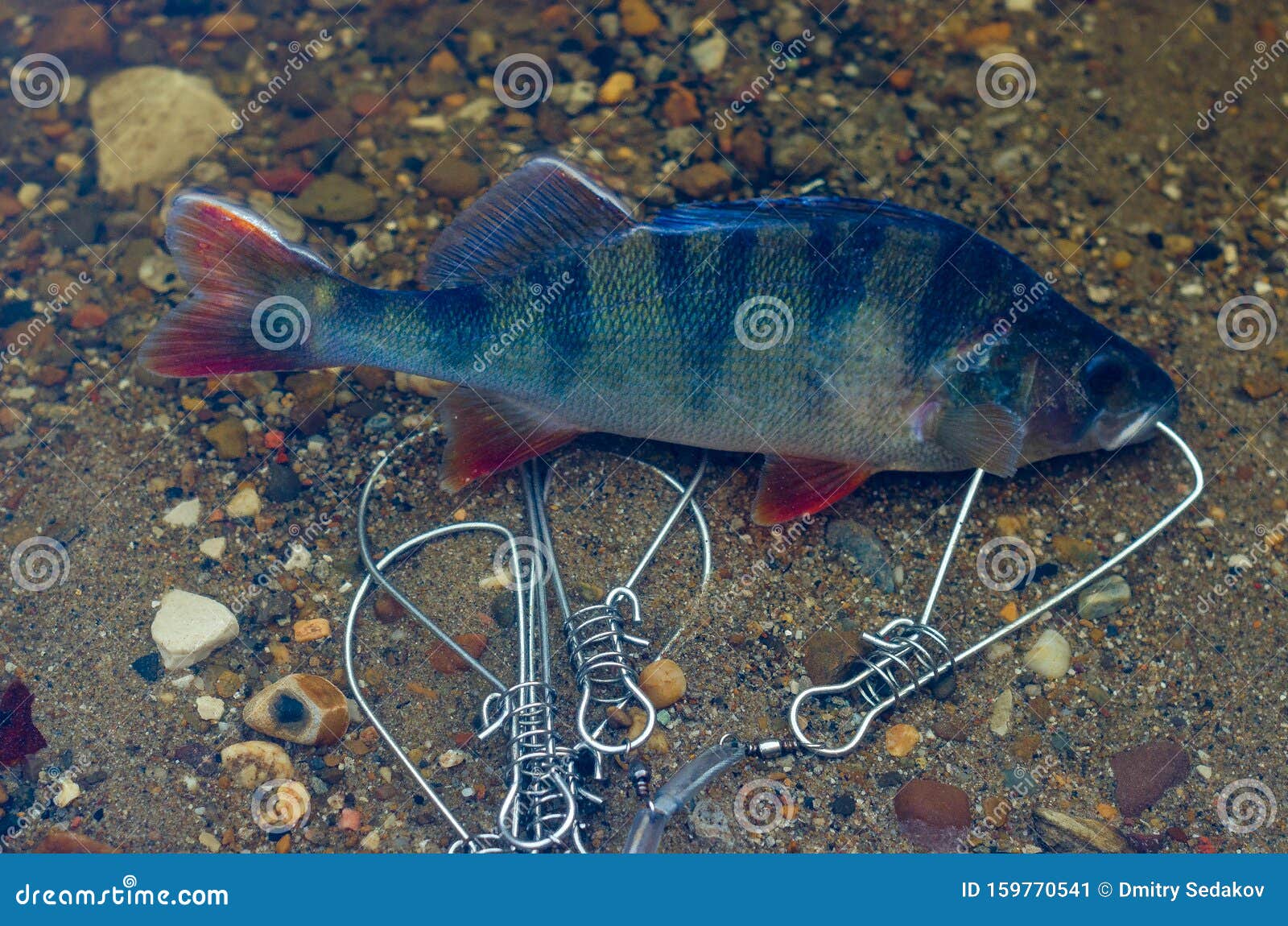 Caught Perch in Fish Stringer in Clear Water Floats Over the Rocks ...
