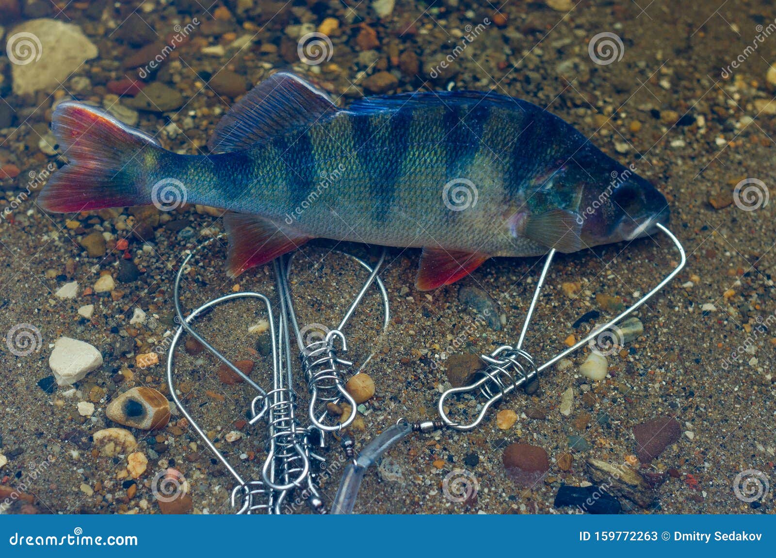 Caught Perch in Fish Stringer in Clear Water Floats Over the Rocks ...