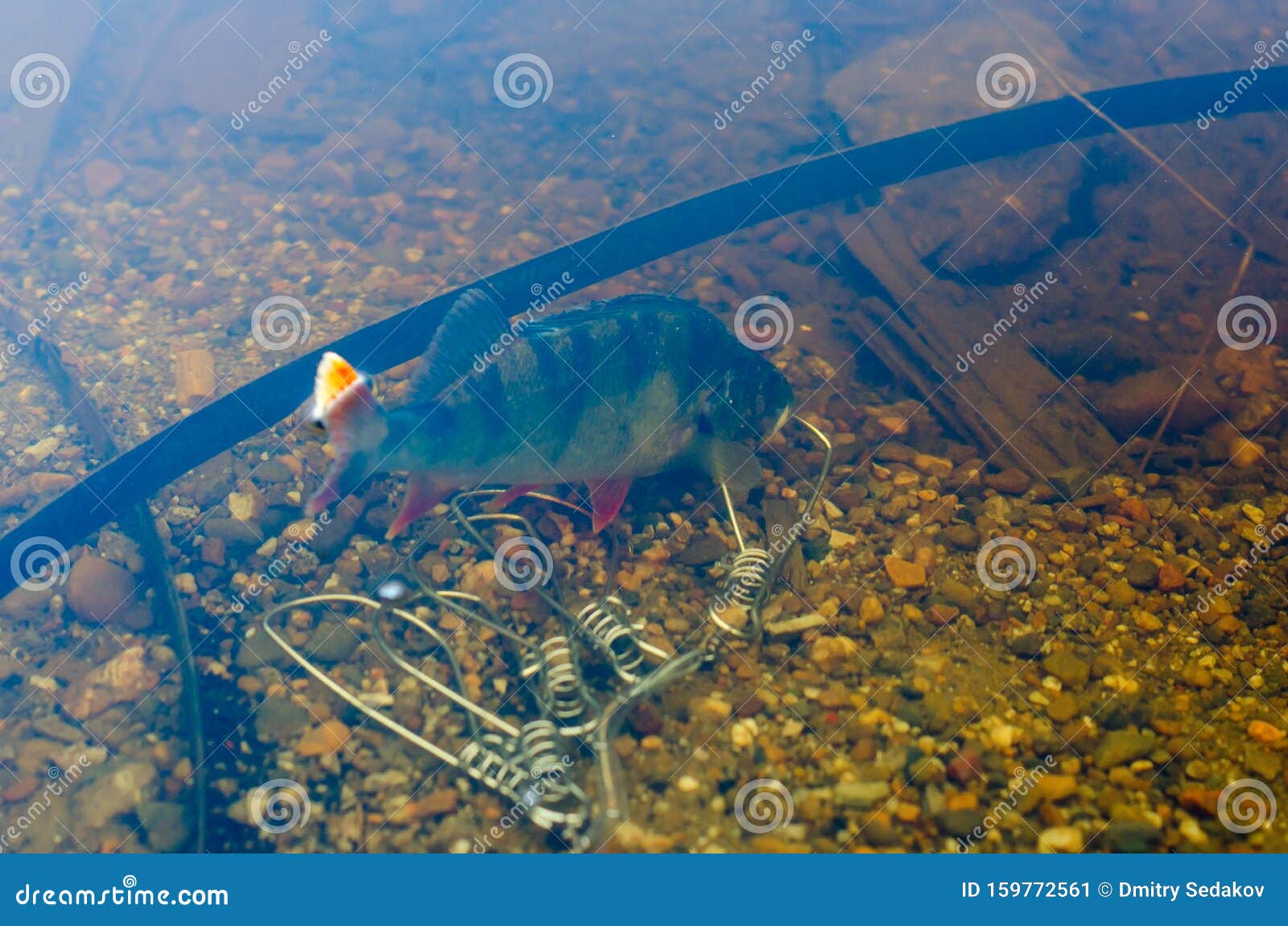 Caught Perch in Fish Stringer in Clear Water Floats among the Pieces ...