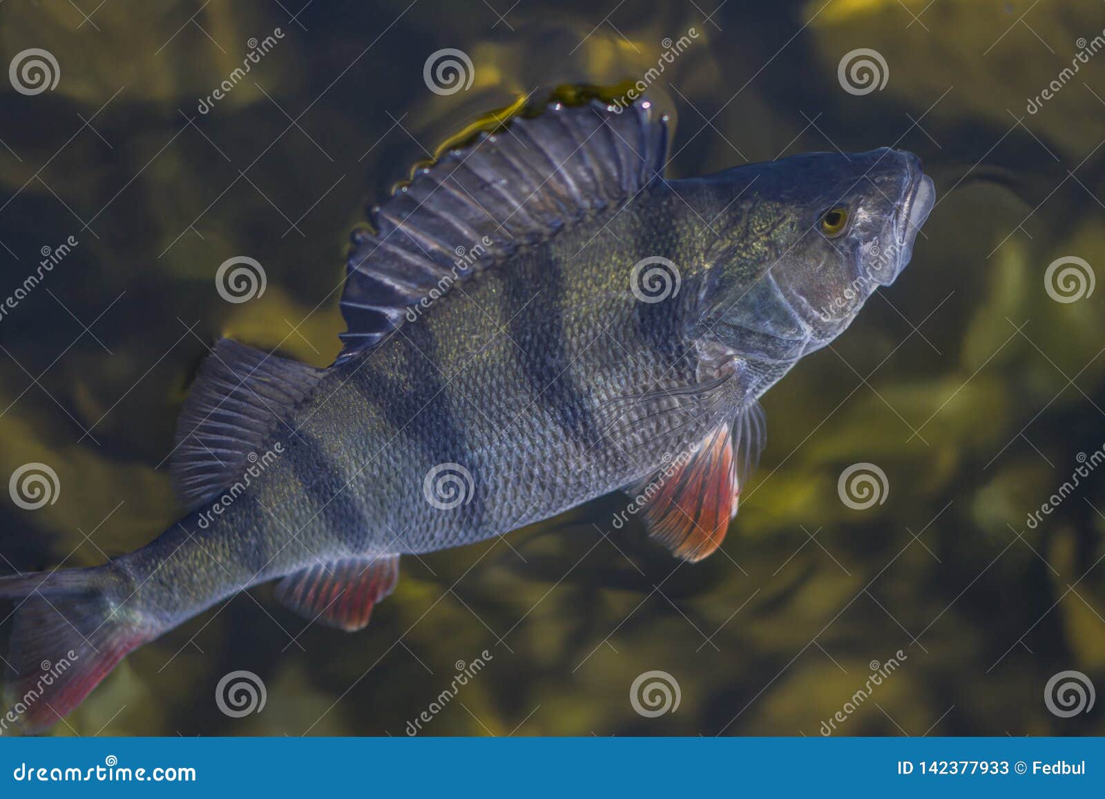 Caught Perch Fish Trophy in Water. Fishing Background Stock Image ...