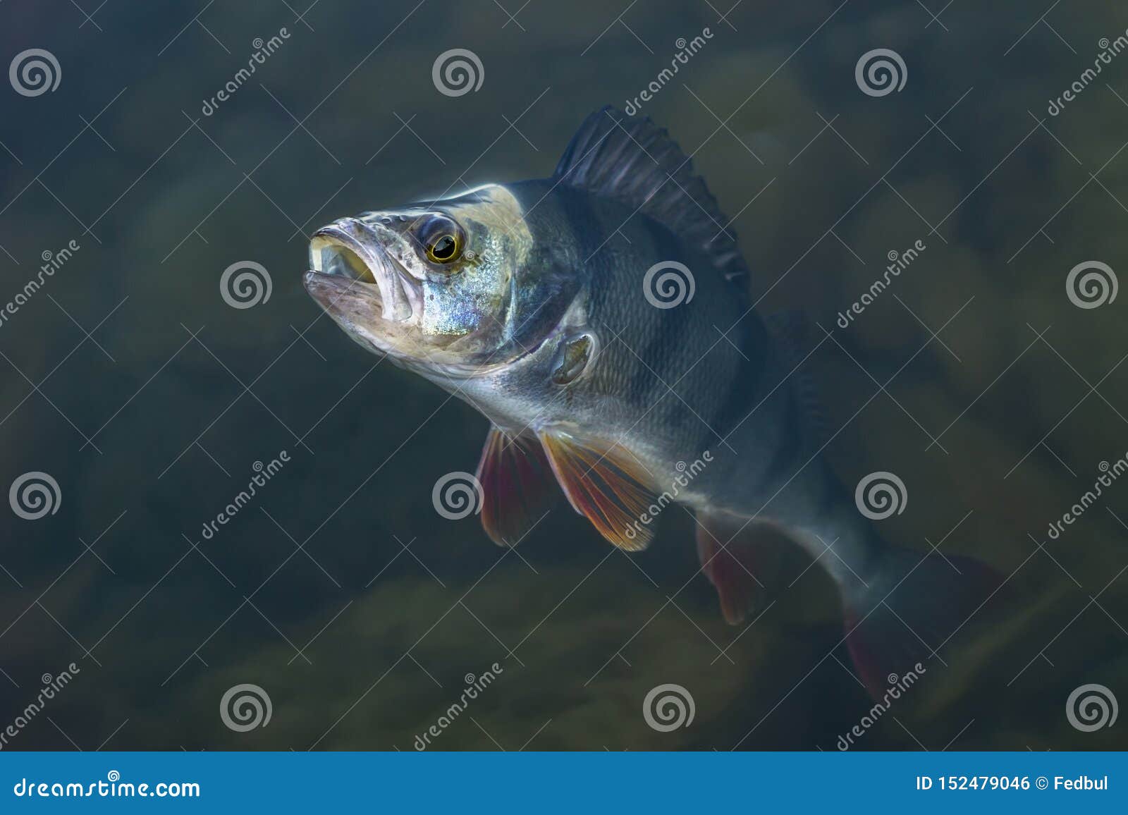 Caught Perch Fish Trophy in Water. Fishing Background Stock Photo ...