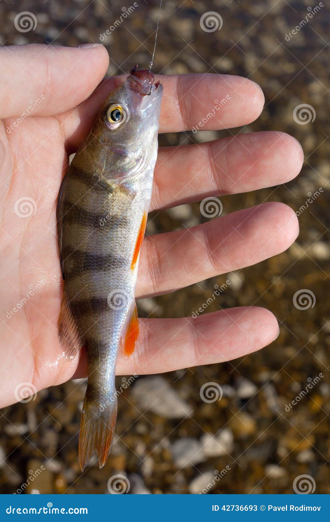 Caught perch in hand stock image. Image of tail, perch - 42736693