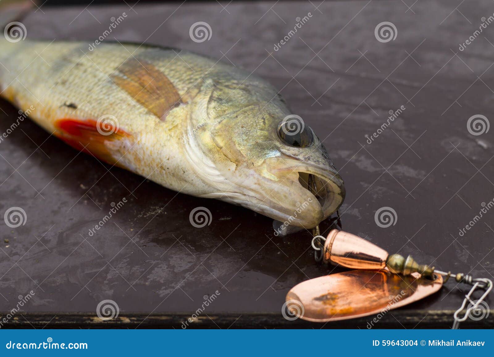 Caught Perch on Spinners in Nature Stock Photo - Image of summer, human ...