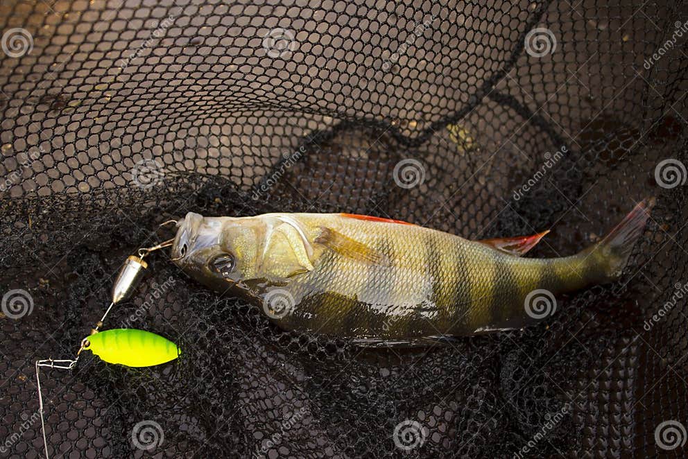 Caught Perch on Spinners at Nets Stock Photo - Image of line, green ...