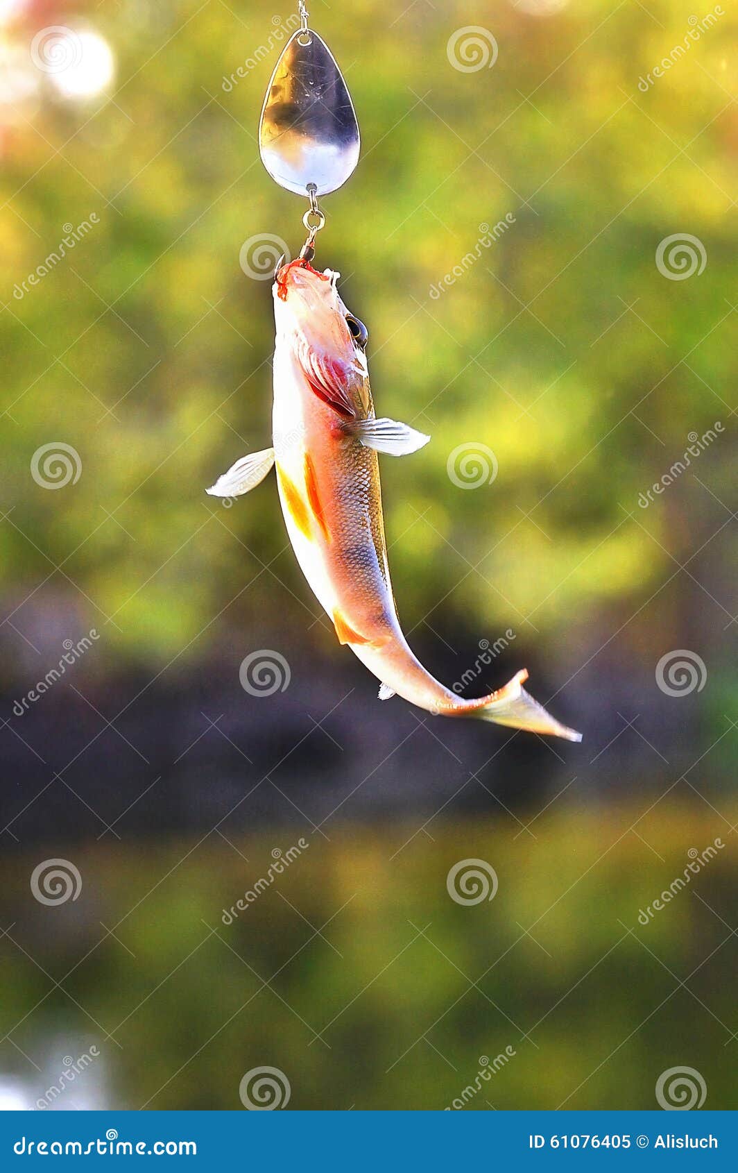 Caught Perch with Spinning Lure Hanging Over the Water Stock Image ...
