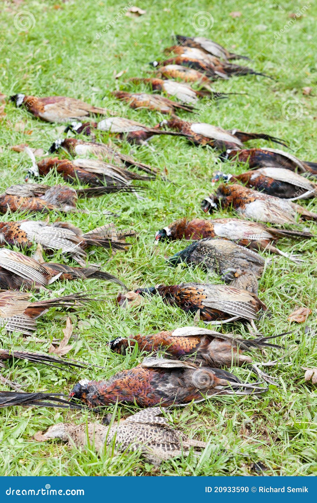 Caught pheasants stock photo. Image of outdoors, pheasant - 20933590