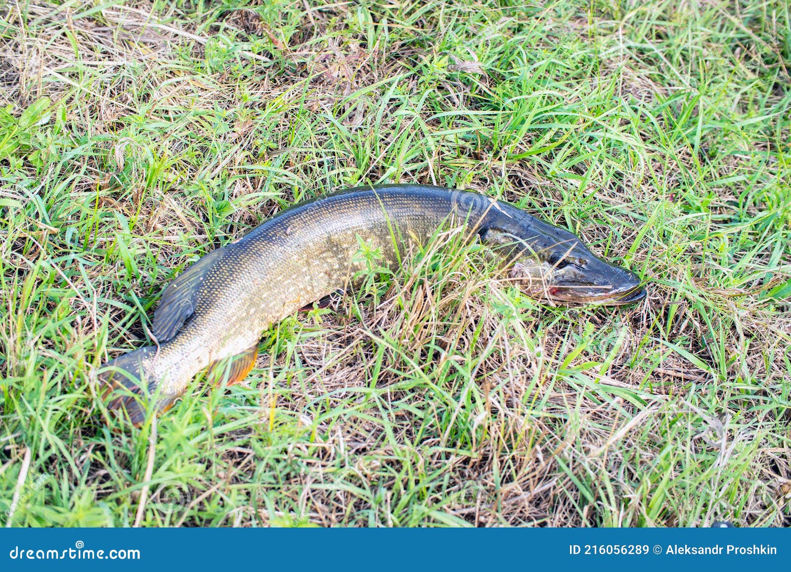 Caught Pike on the Green Grass Stock Image - Image of bait, pole: 216056289