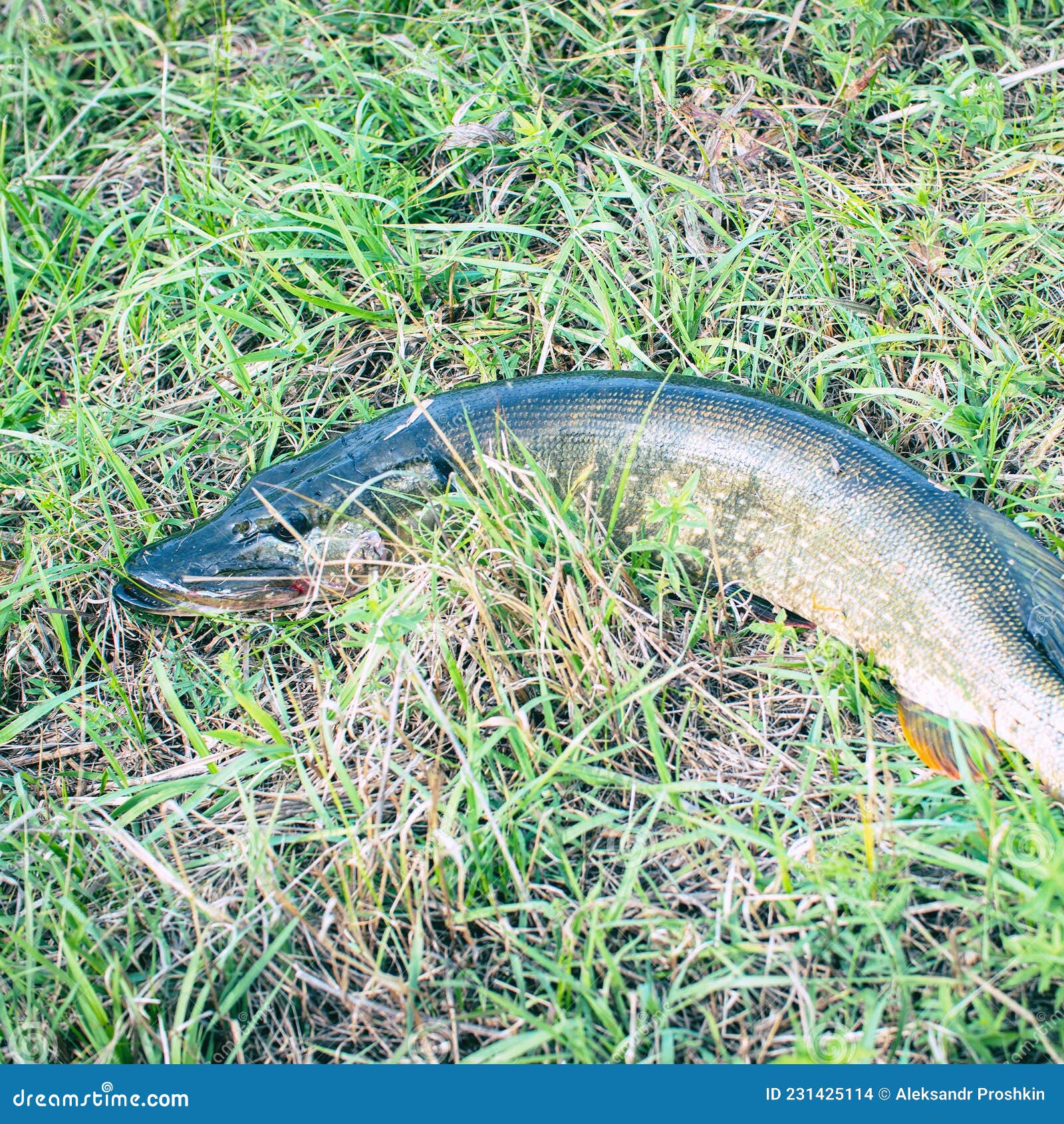 Caught Pike on the Green Grass Stock Photo - Image of predator, leisure ...