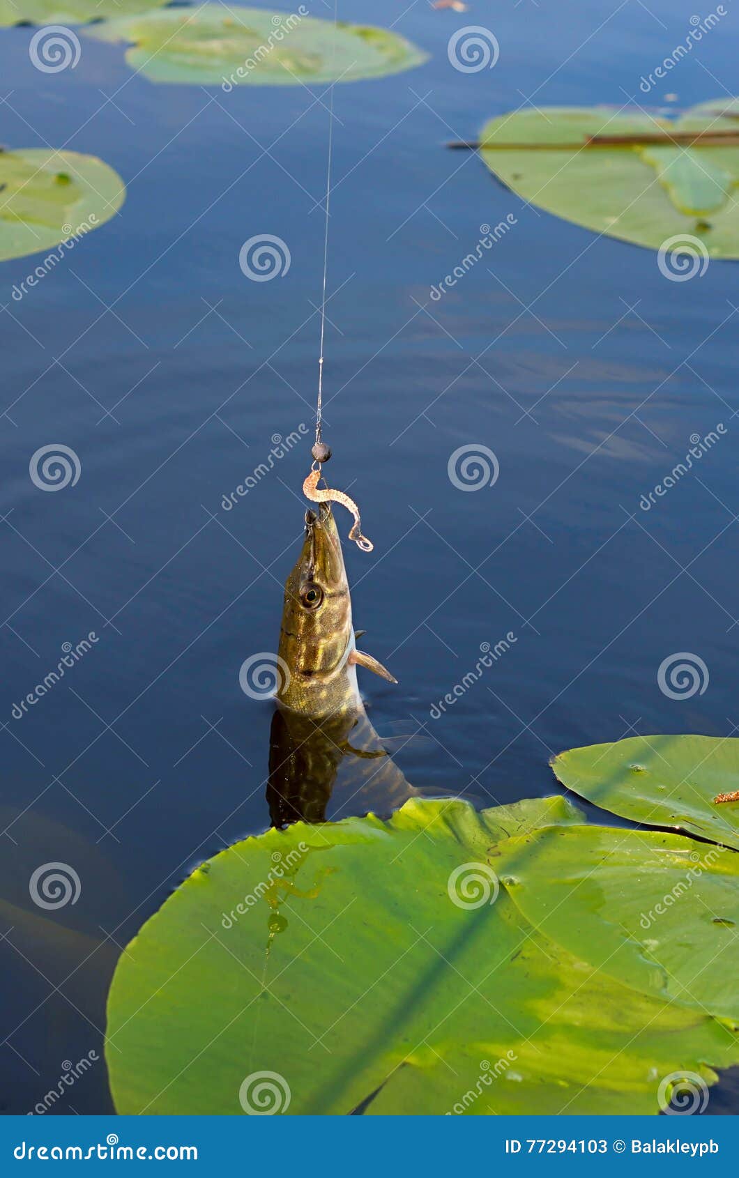 Caught pike stock image. Image of leaf, colors, plant - 77294103