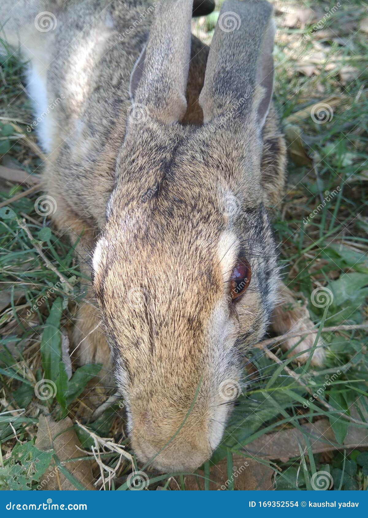 Caught on Rabbit at Village Stock Photo - Image of caught, rabbit ...