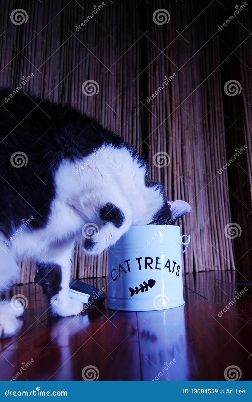Caught Red Handed Stealing Cat Treats Stock Image - Image of mammal ...