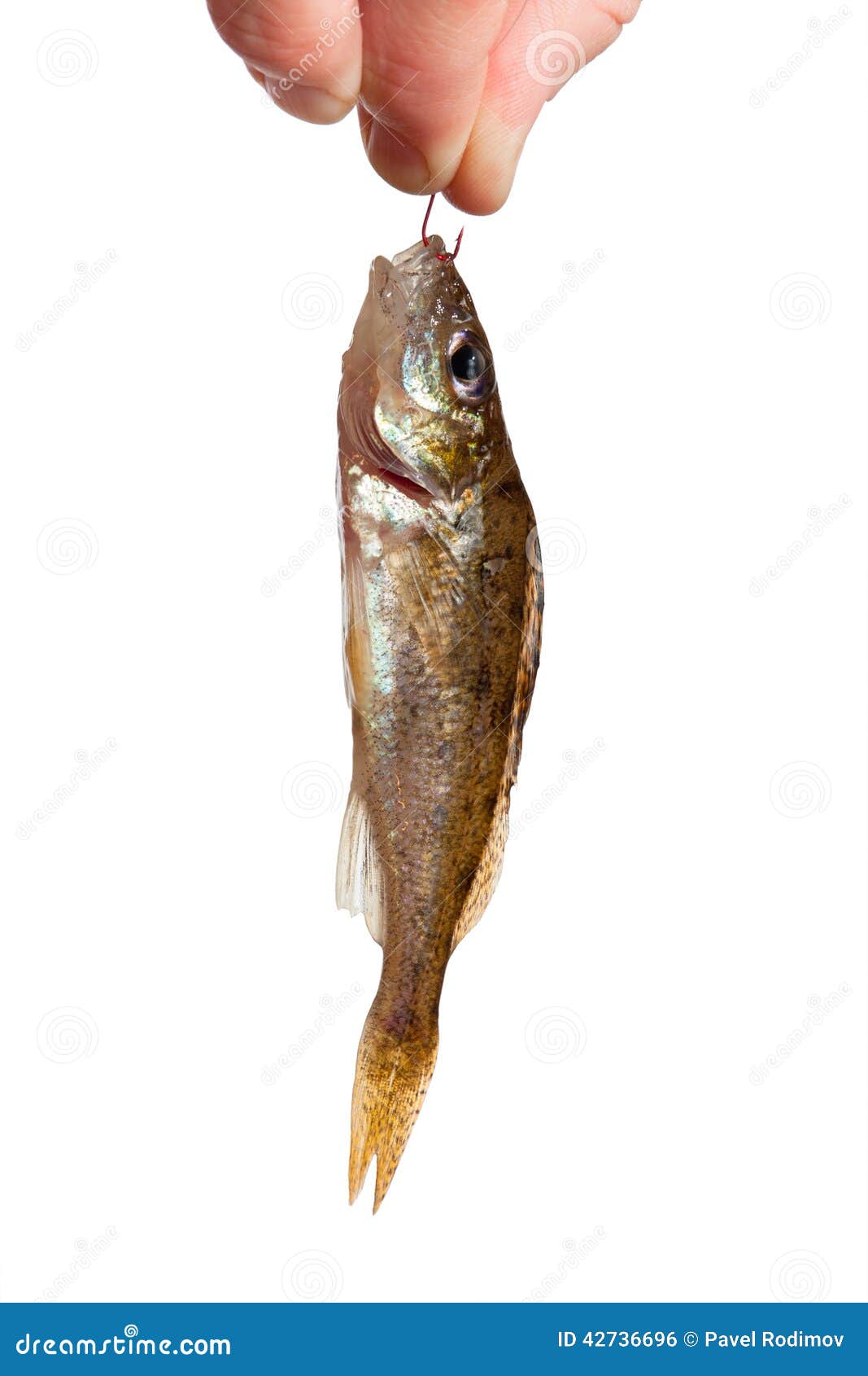 Caught Ruff Hand Stock Photos - Free & Royalty-Free Stock Photos from ...