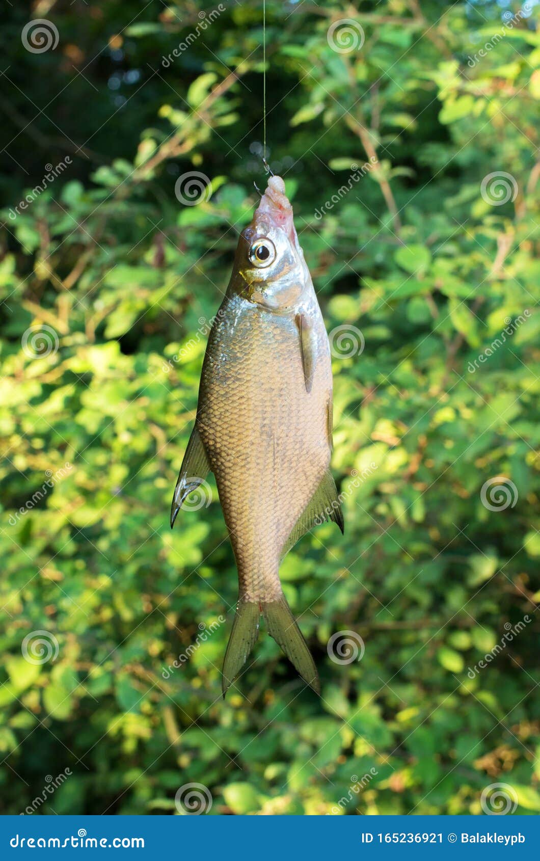 Caught small bream stock image. Image of catch, living - 165236921