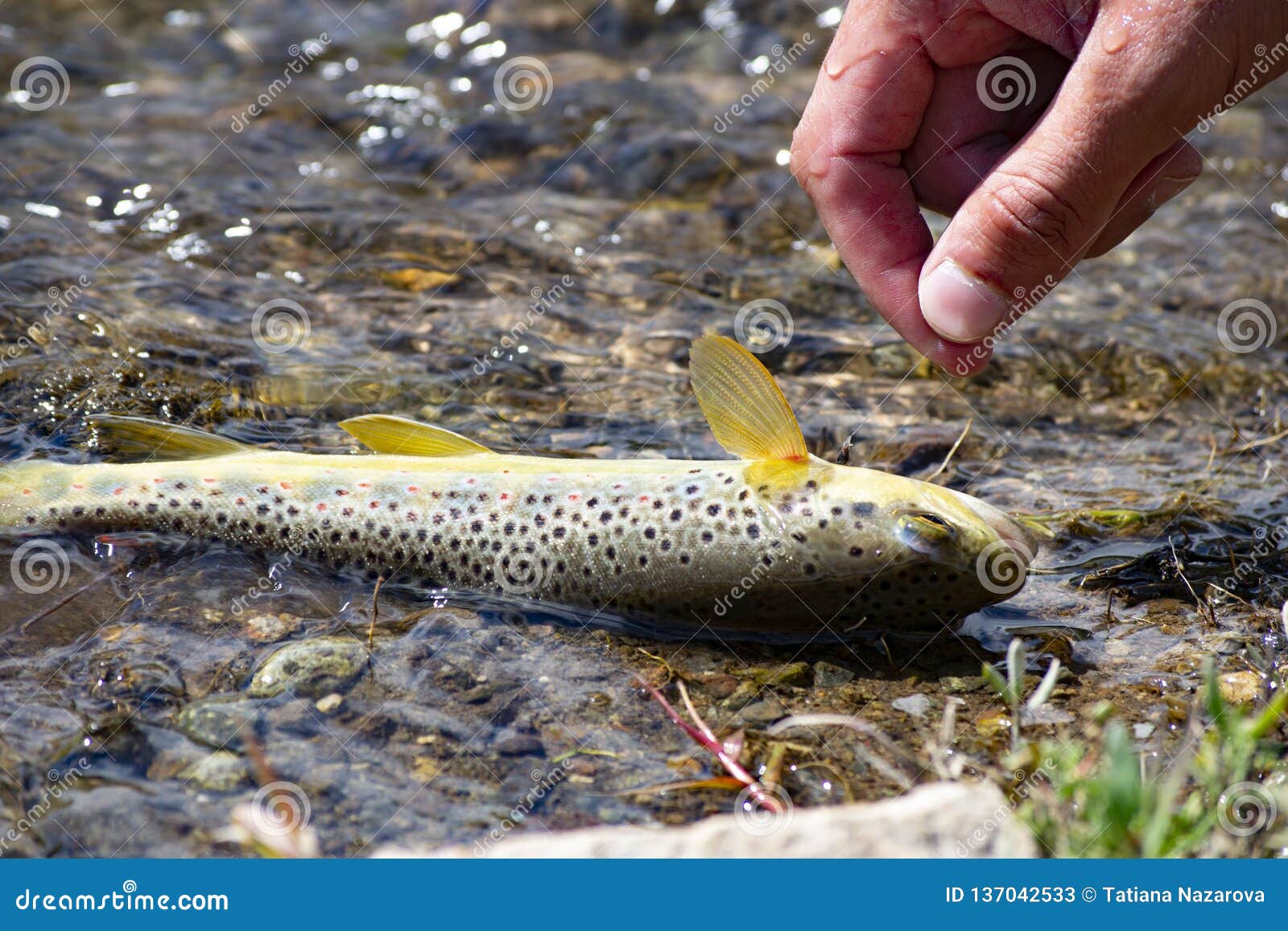 Caught Small Fish on the Hook Stock Image - Image of outdoors, nature ...