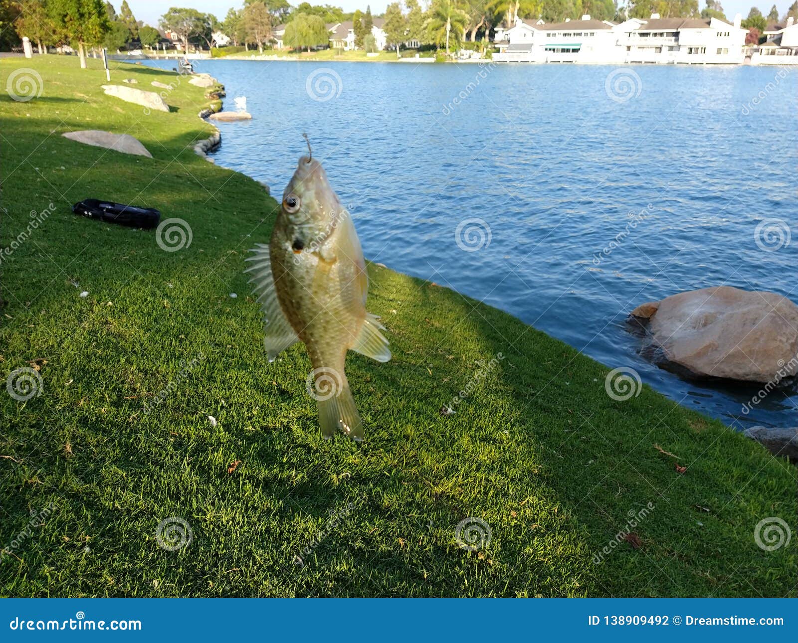 Sun fish stock photo. Image of lake, hooked, sunfish - 138909492
