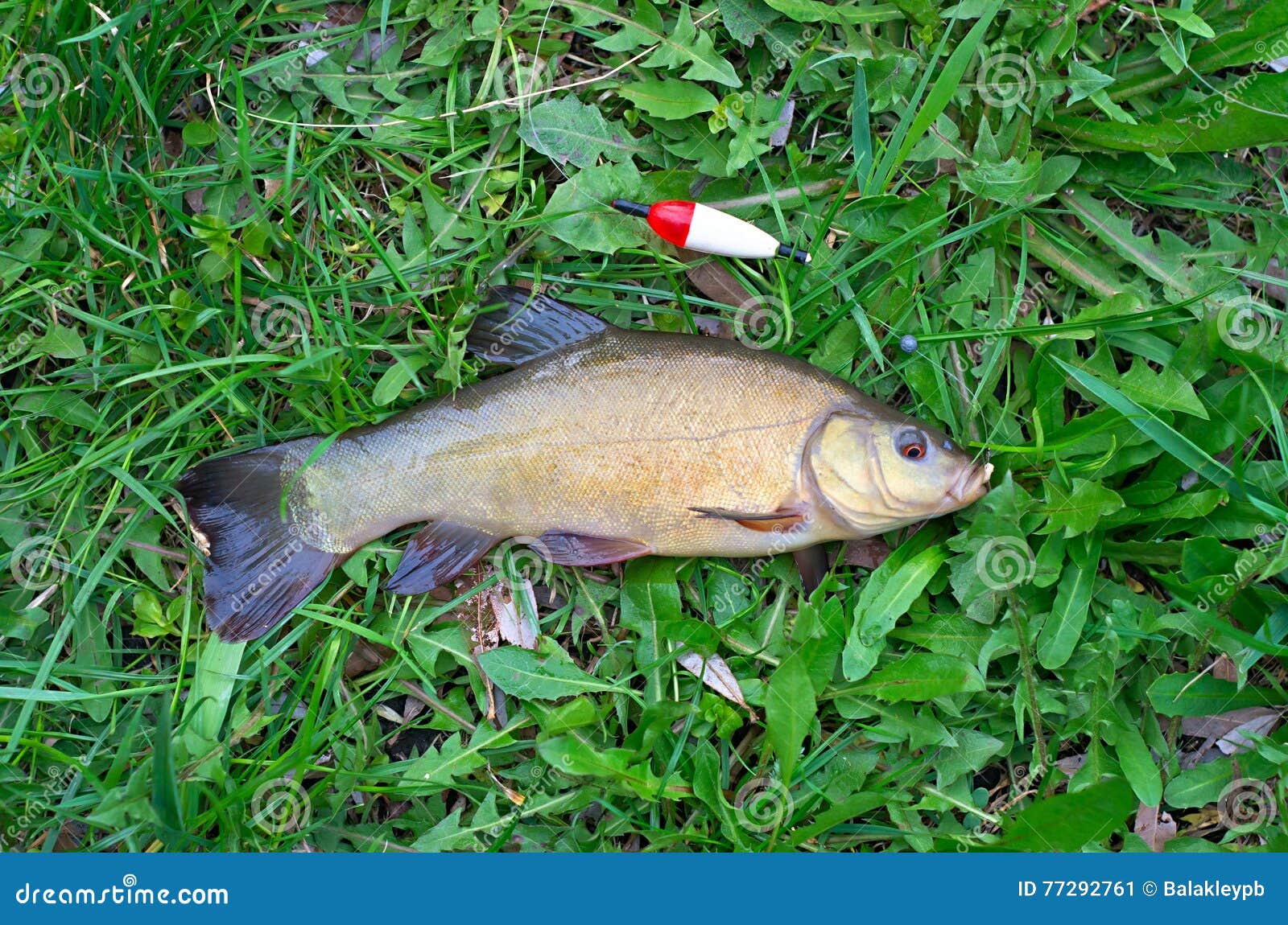 Caught tench stock image. Image of tackle, bait, sport - 77292761