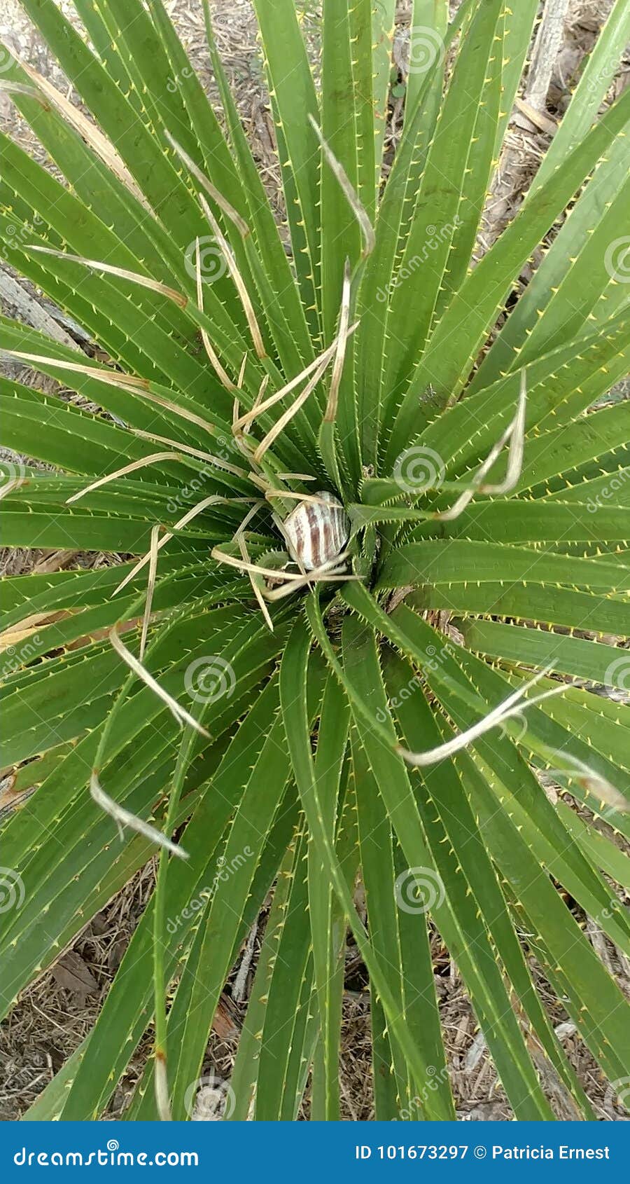 Weeds stock image. Image of tangled, caught, talngled - 101673297