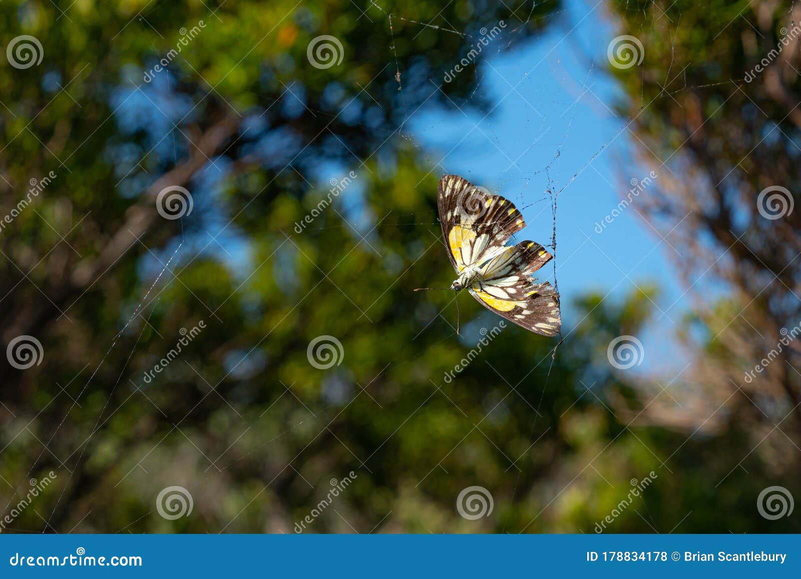 Caught in Web One Butterfly Stock Photo - Image of great, ocean: 178834178