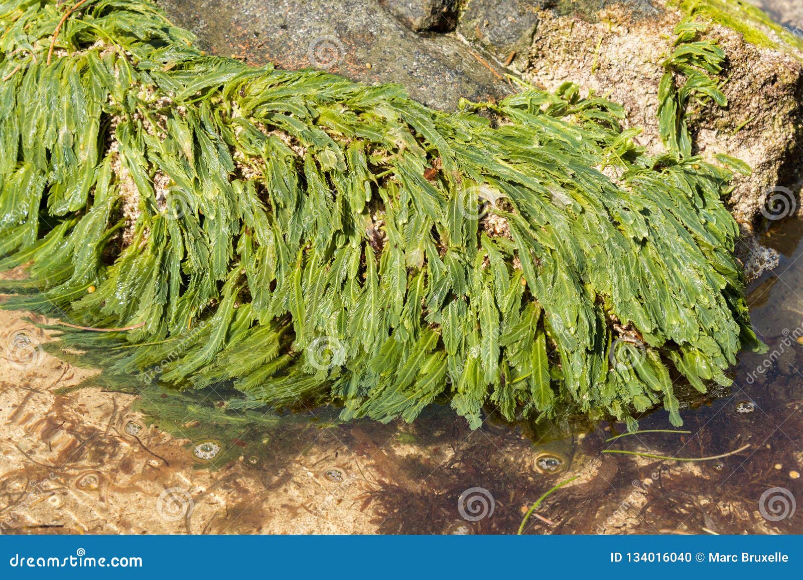 Plant The Caulerpa Lentillifera Or Green Caviar In Fish Tank. Stock ...