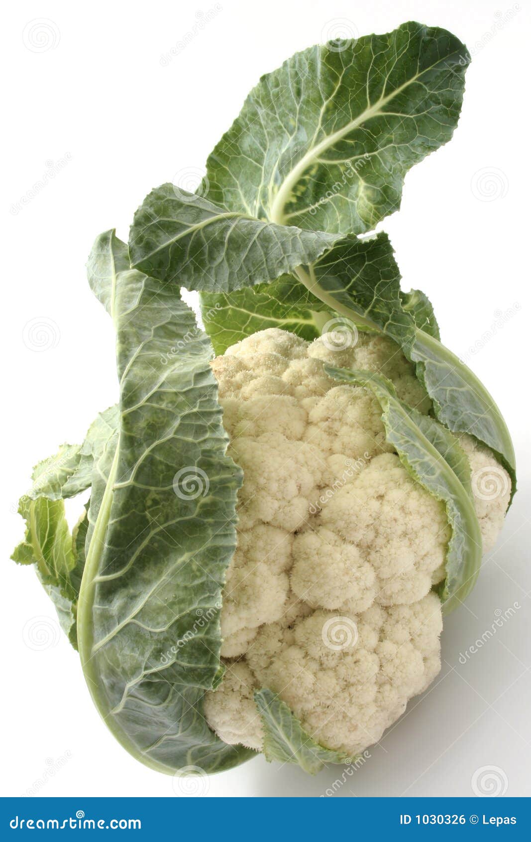 Cauliflower stock photo. Image of growing, nutrition, vitamine - 1030326