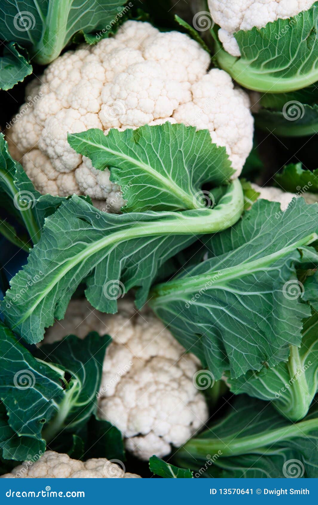 Cauliflower stock image. Image of natural, cauliflower - 13570641