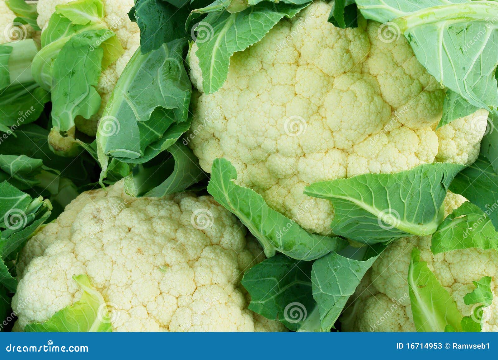 Cauliflower stock image. Image of nature, food, edible - 16714953