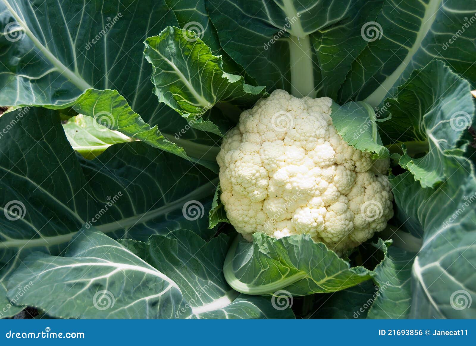 Cauliflower stock photo. Image of diet, ingredients, close - 21693856