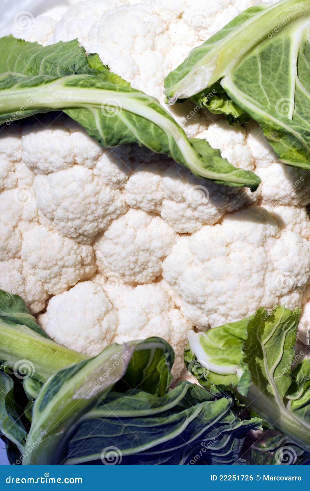Cauliflower stock photo. Image of freshness, food, clean - 22251726
