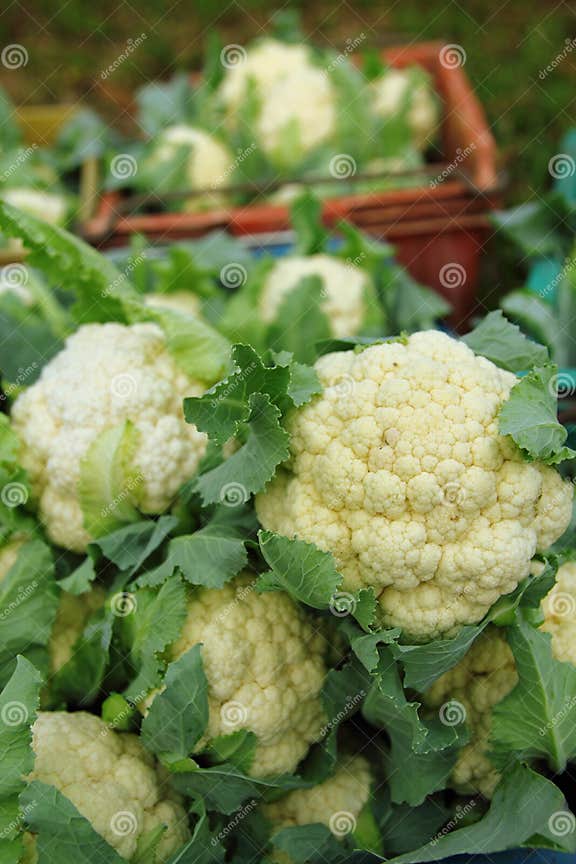 Cauliflower stock photo. Image of clean, stack, plant - 26293888