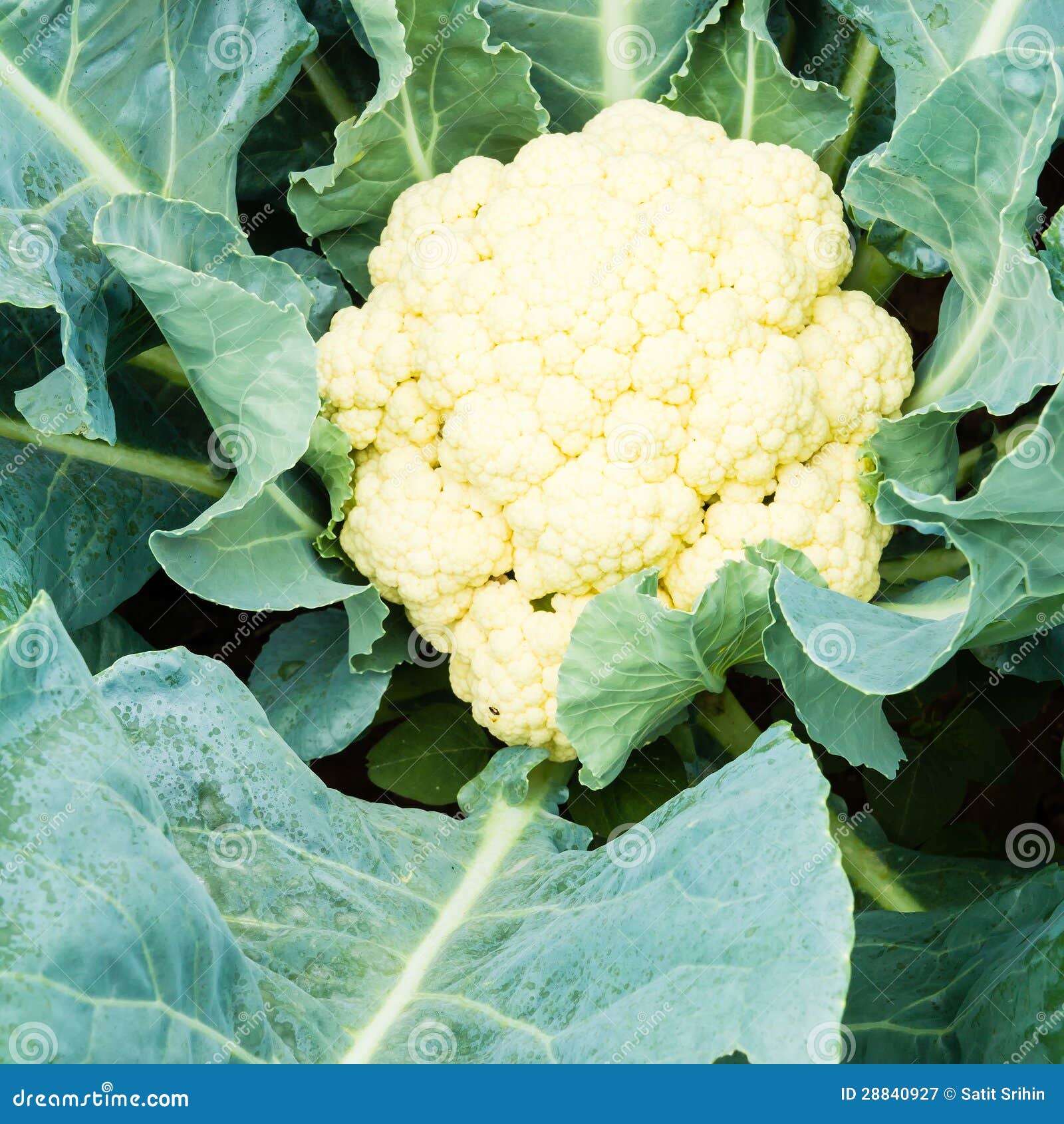 Cauliflower stock image. Image of landscape, farm, industrial - 28840927