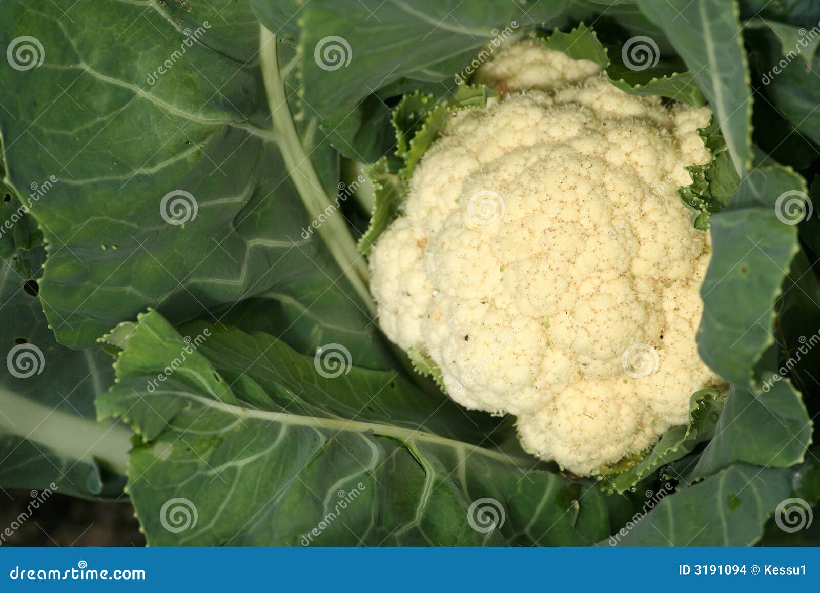 Cauliflower stock photo. Image of backgrounds, healthy - 3191094