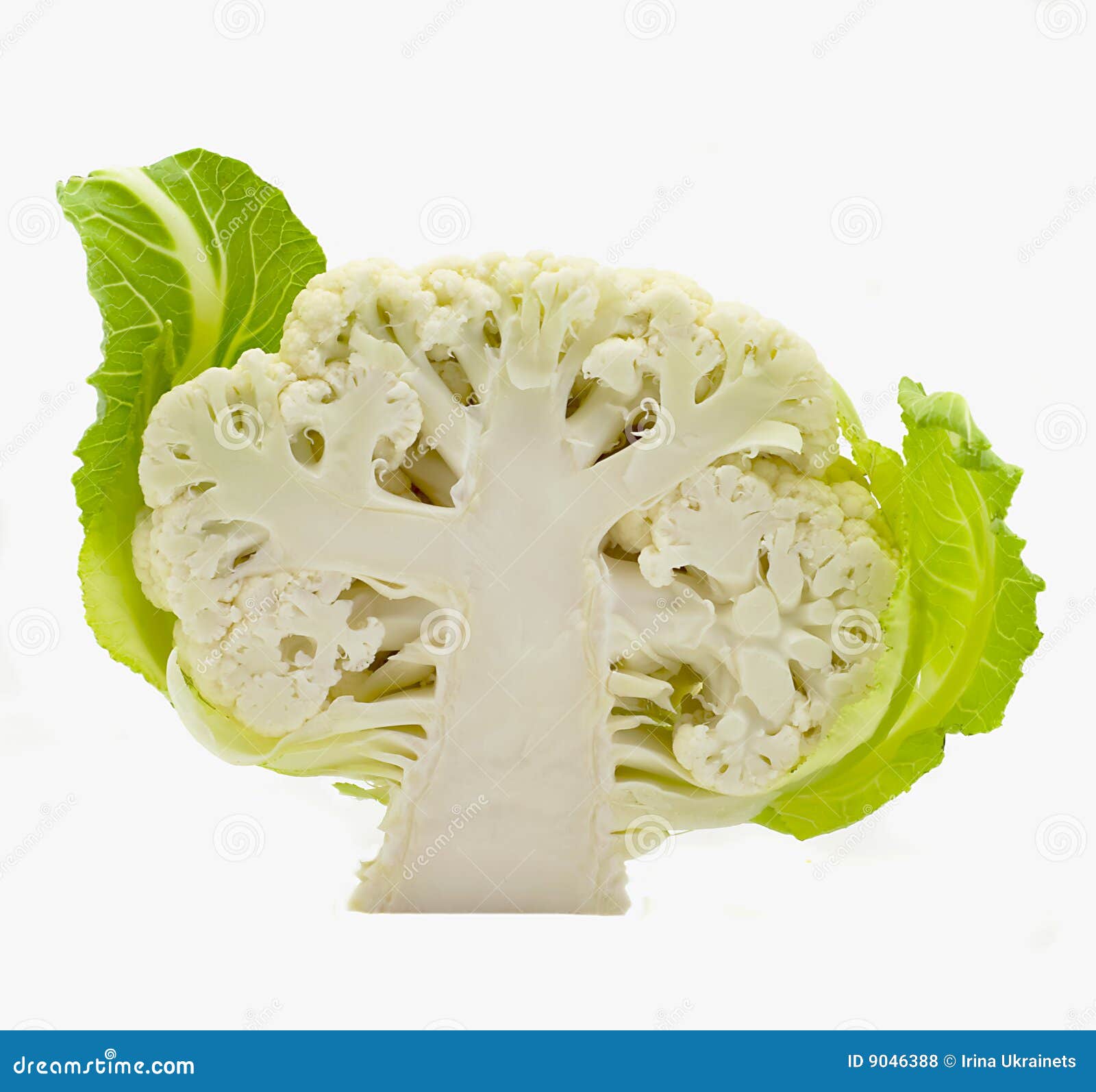 Cauliflower stock photo. Image of isolated, healthy, leaf - 9046388
