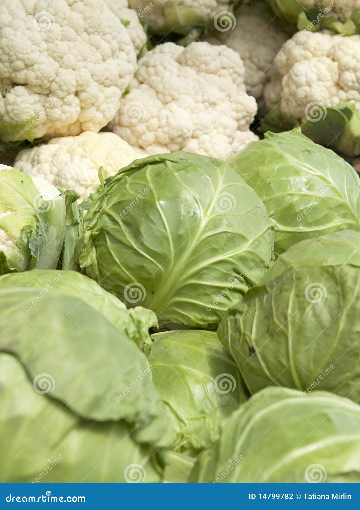Cauliflower and cabbage stock photo. Image of flower - 14799782